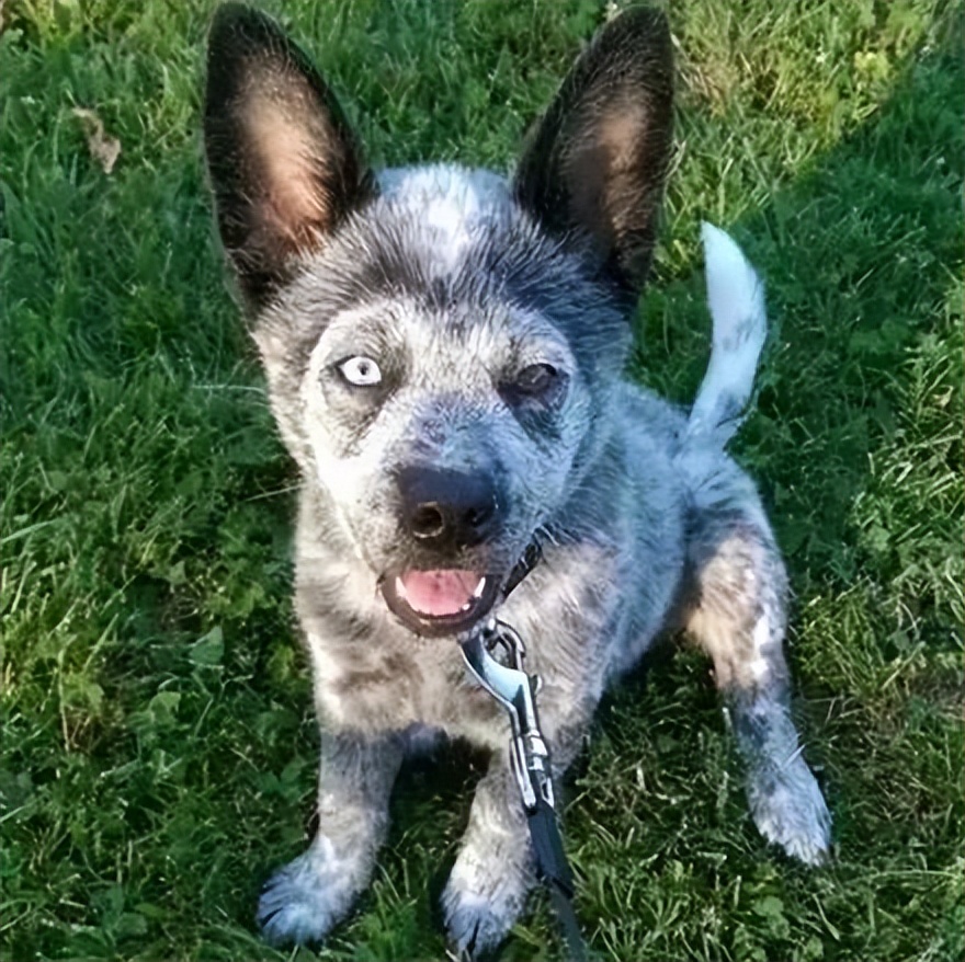 The man posted a husky mixed-race dog, and netizens burst into laughter ...