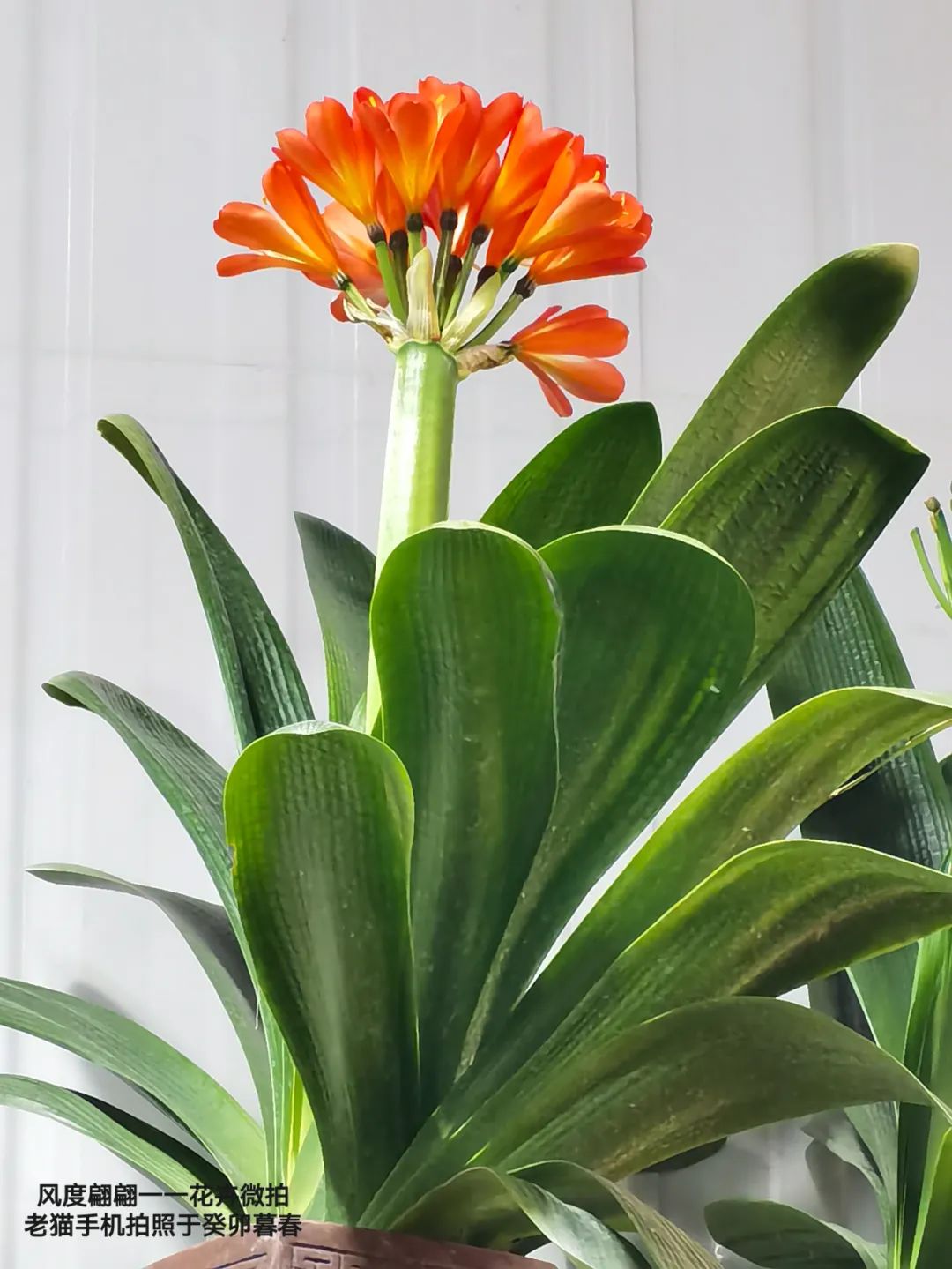 Brother and sister Yang Chengbin and Yang Yanhua jointly compose poem ...