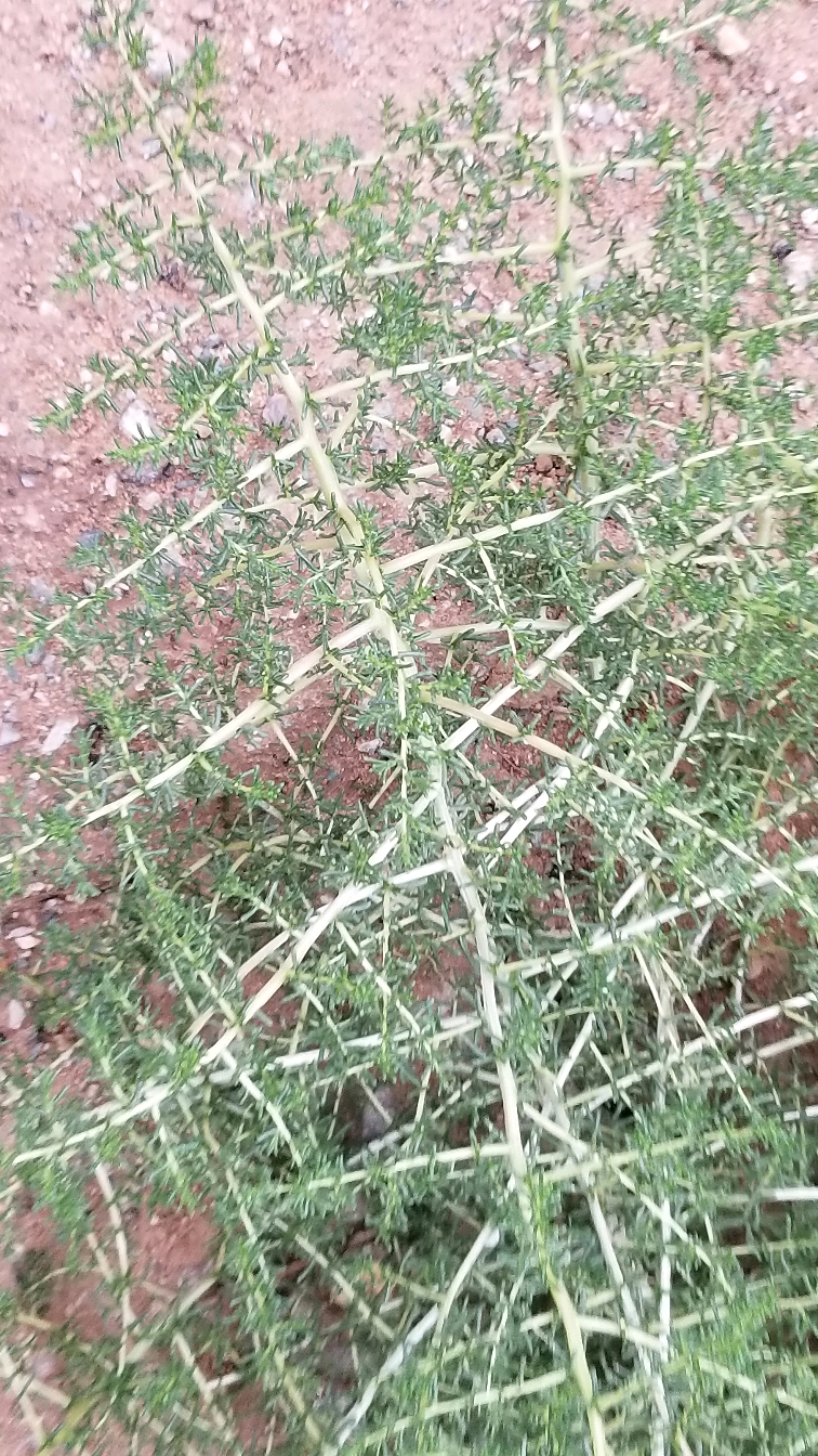 What does the original plant of "Peng Hui" look like? - iNEWS