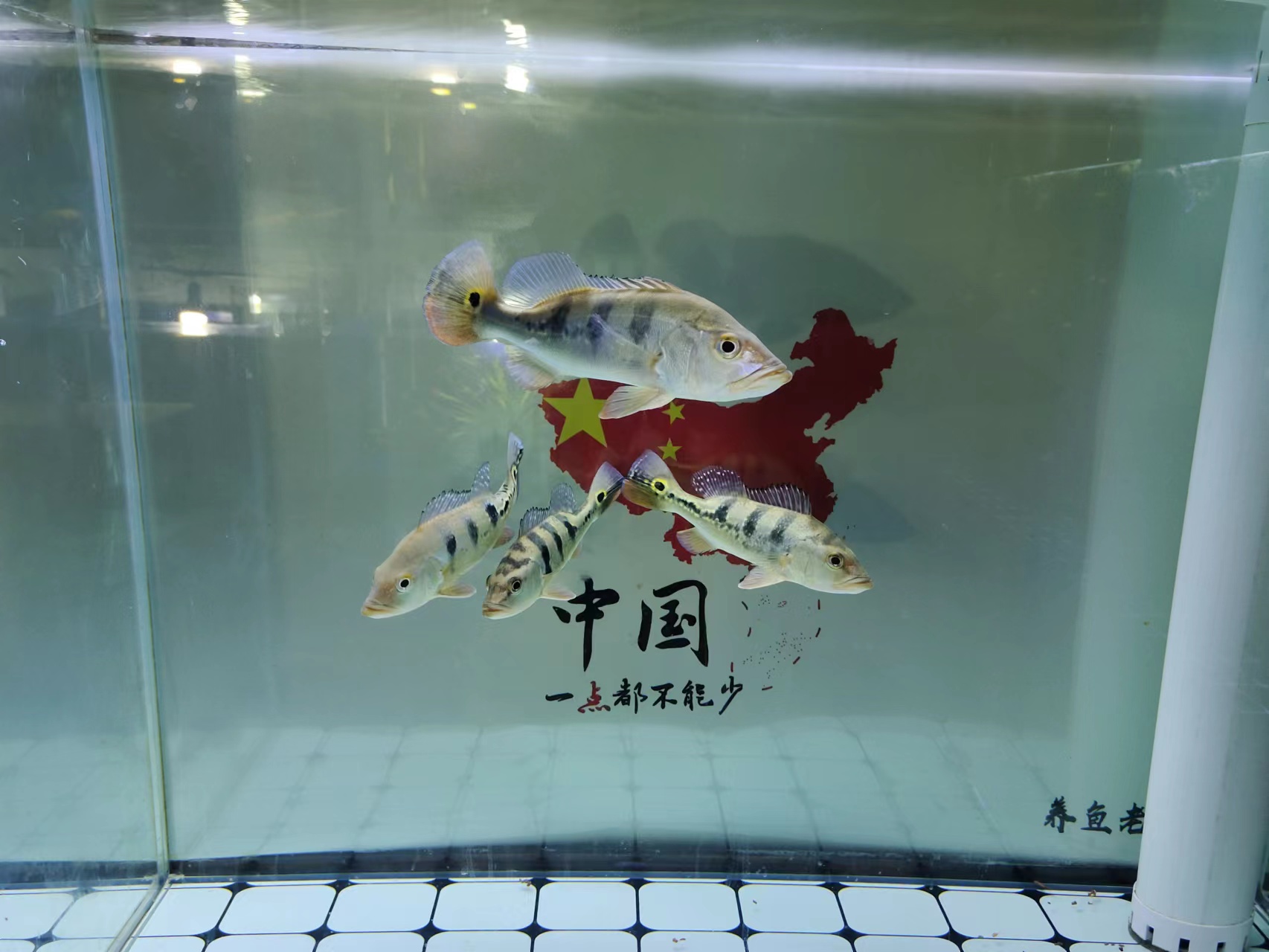 There are fine particles or fog in the fish tank, the treatment method ...