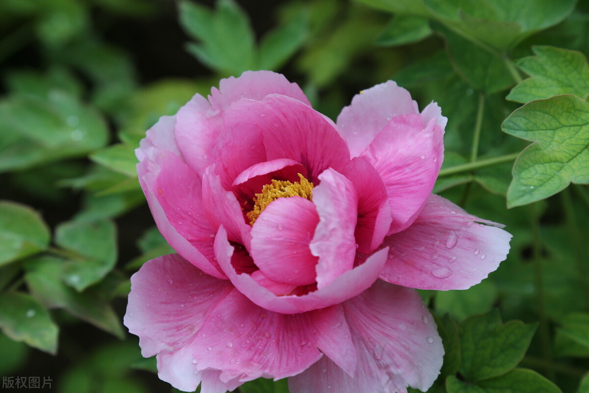 China's national flower: Peony-only the true color of peony, which ...