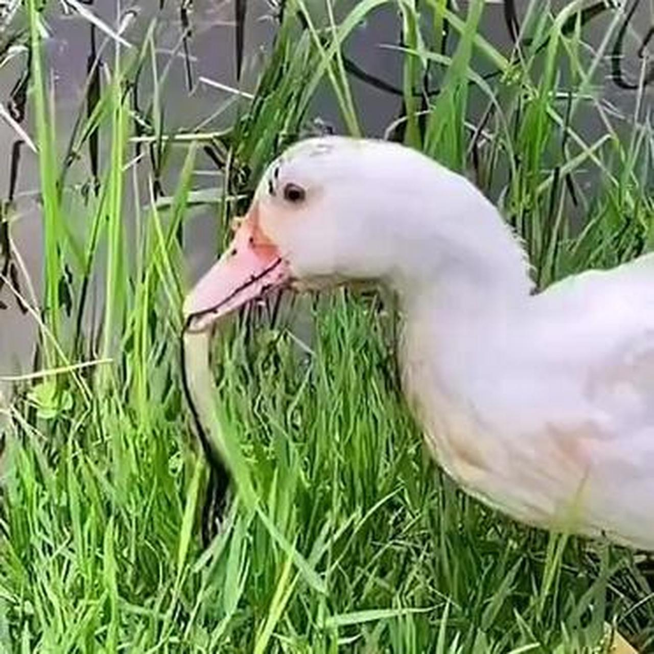 Awesome my duck! The big black duck swallowed the snake as a "spicy ...