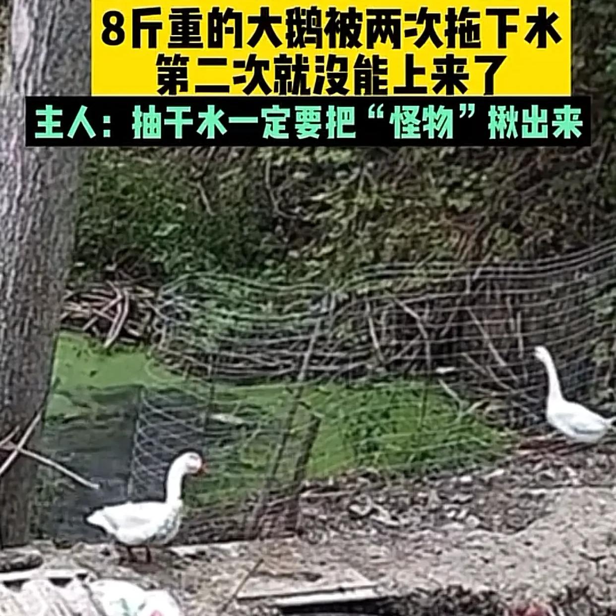 It's weird!The 8-pound goose was dragged into the water, and the owner ...