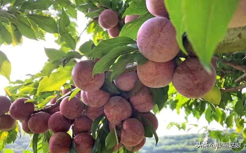 The ten most delicious plums in China, juicy, crispy and sweet, which ...