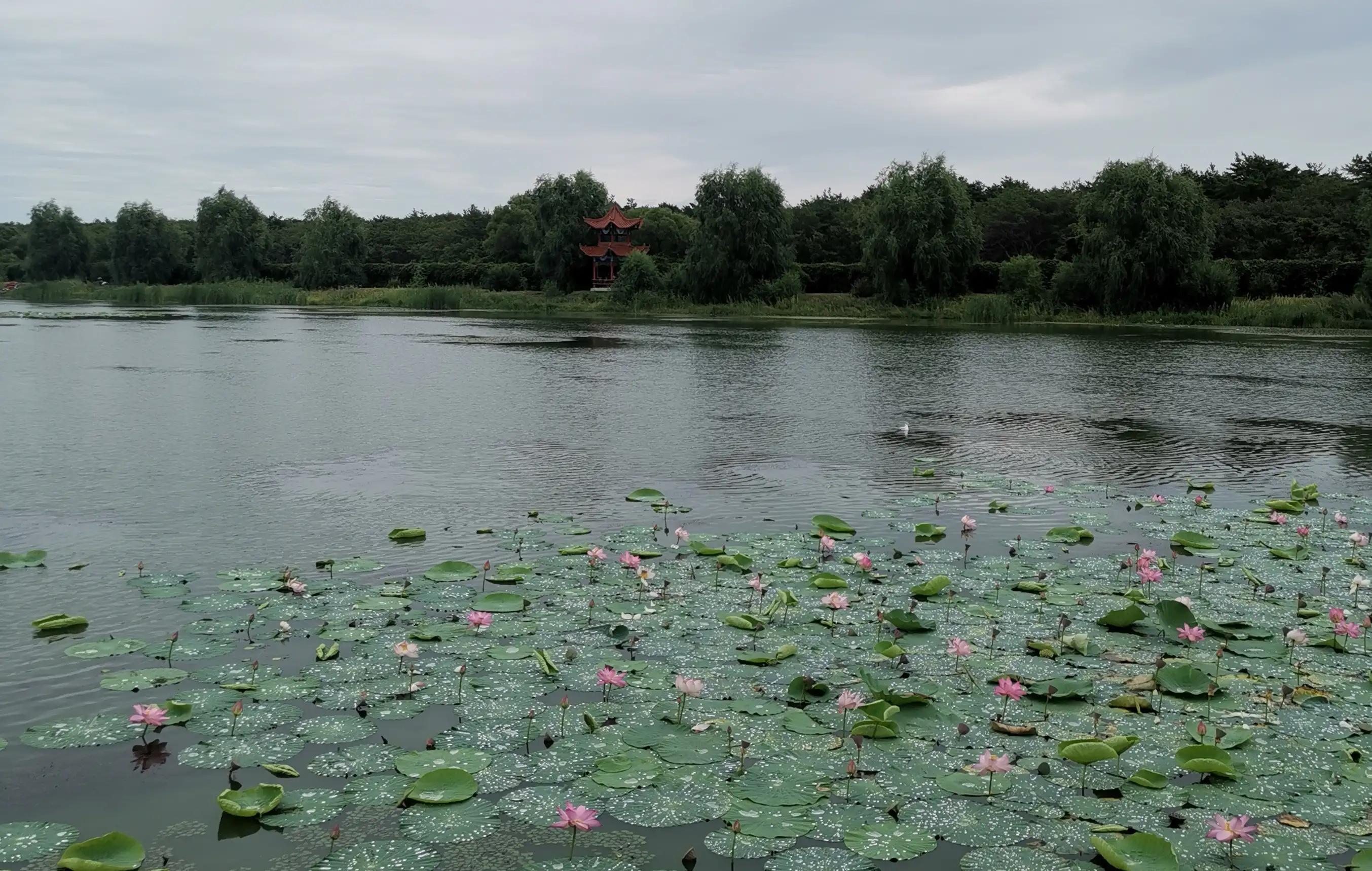 Xingkai Lake and the Great Northern Wilderness - iMedia