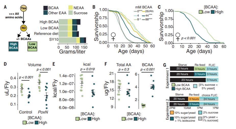 "Science": If you are hungry, you will live longer! Hunger is enough to ...