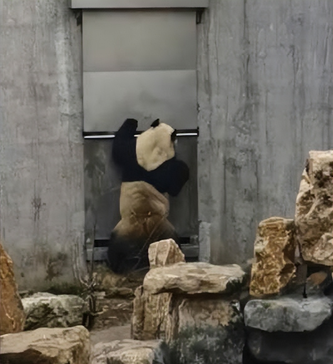 The giant panda was anxious to get off work and knocked on the iron ...