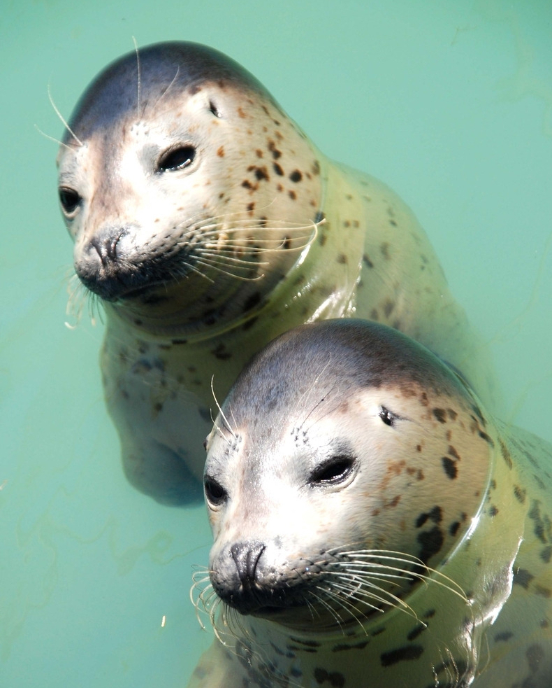 The seven most cold animals in the world - iNEWS