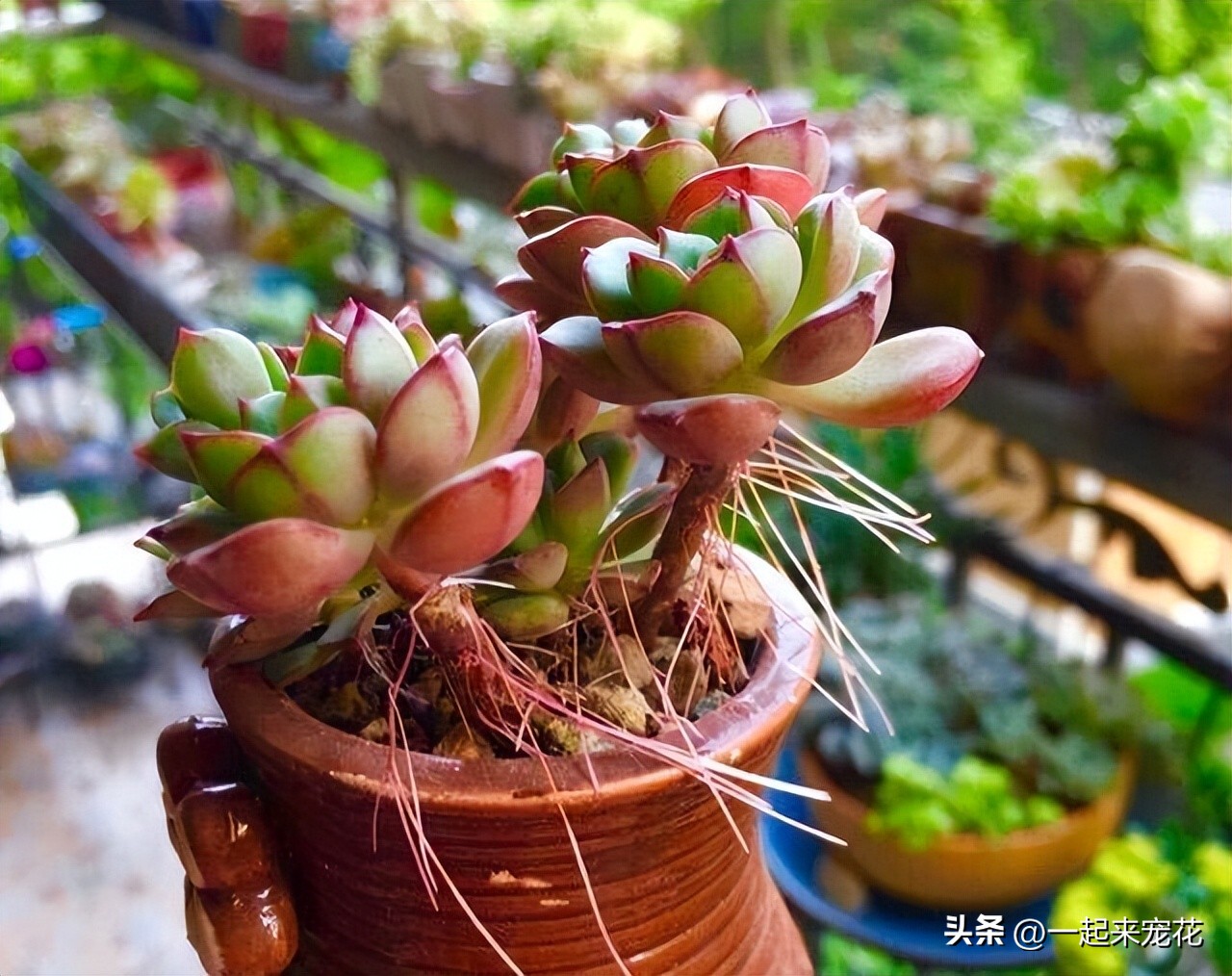 4 reasons why succulents grow "air roots" in autumn - iNEWS