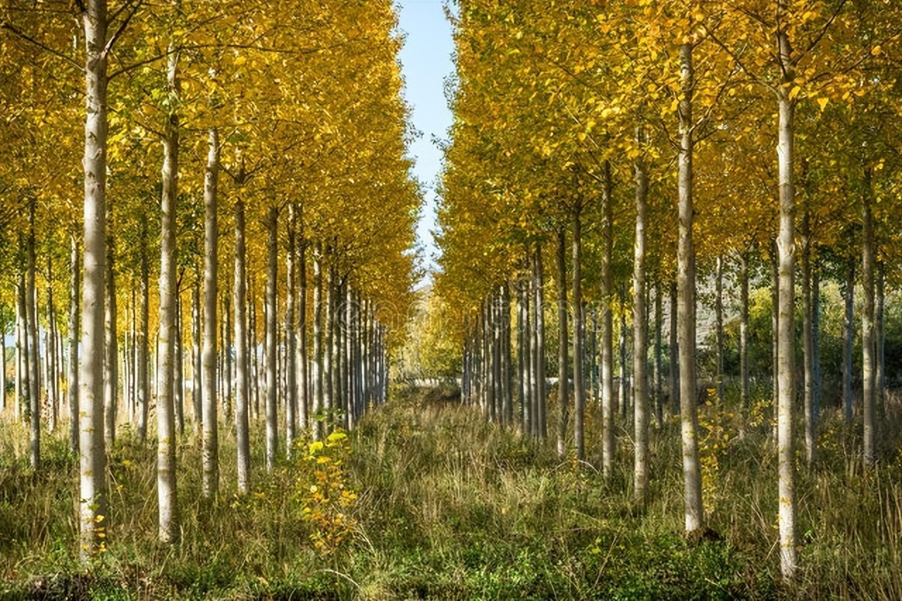 Incredible Growth Rates: Inside the Top 10 Fast-Growing Trees - iNEWS