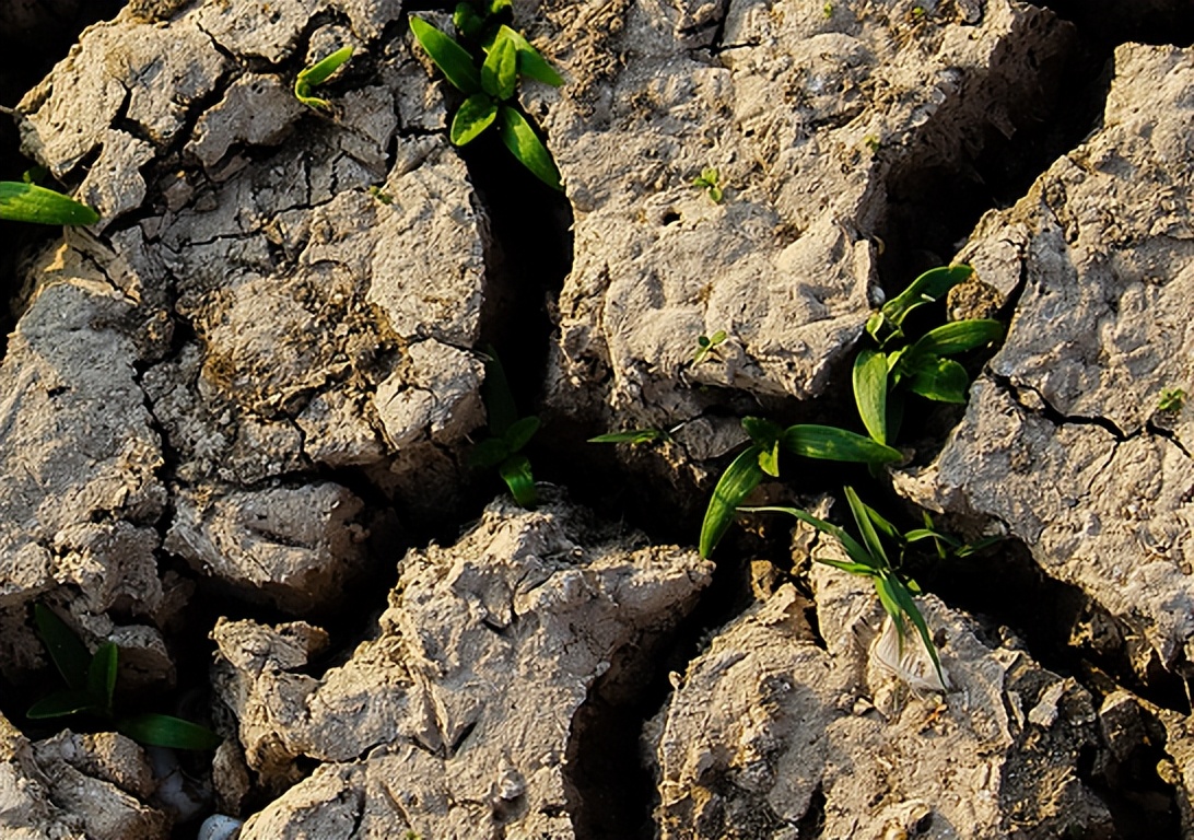 Effects of low-density polyethylene microplastics on soil organisms and ...