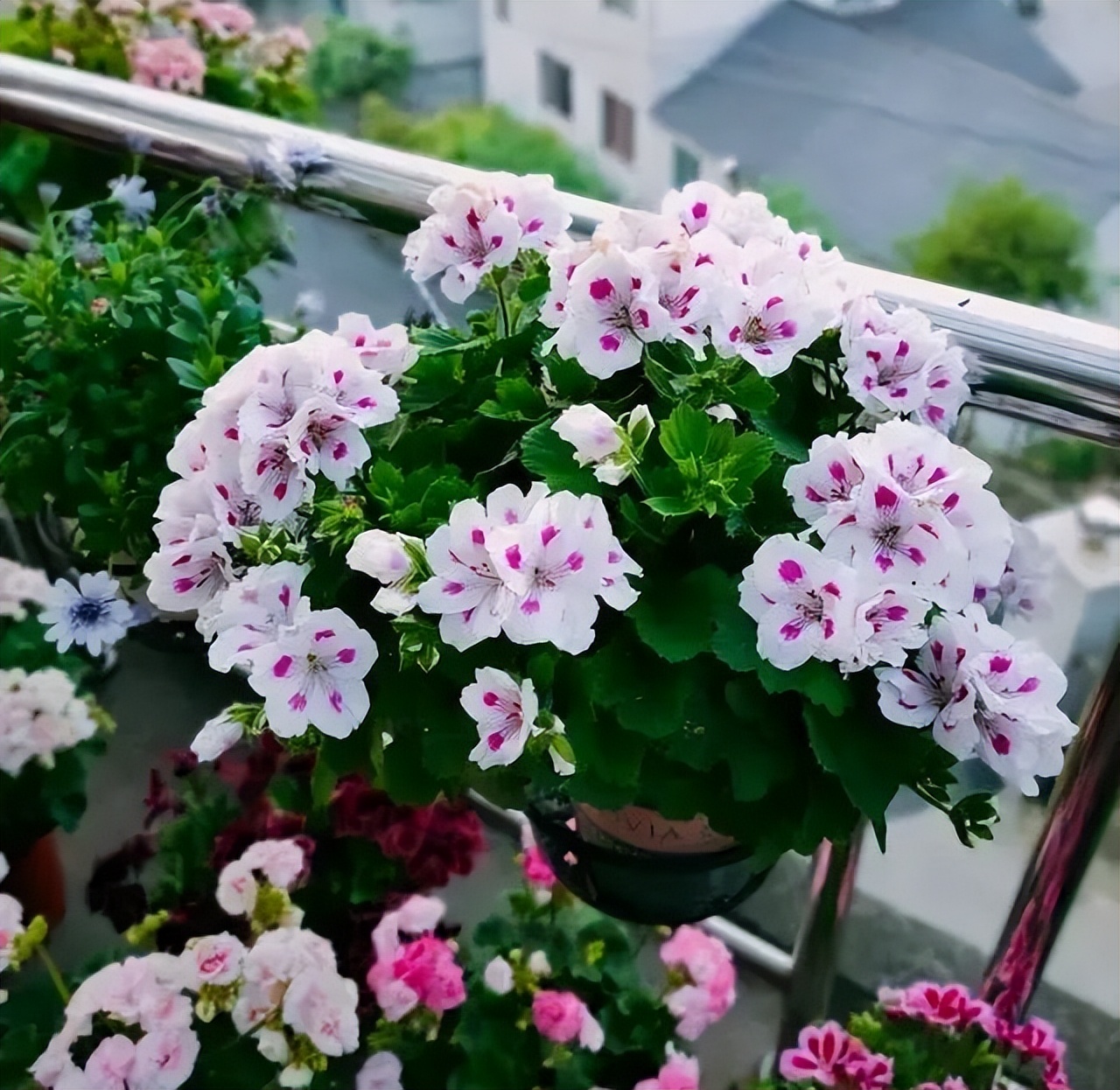 6 types of geraniums, each with its own characteristics, suitable for ...