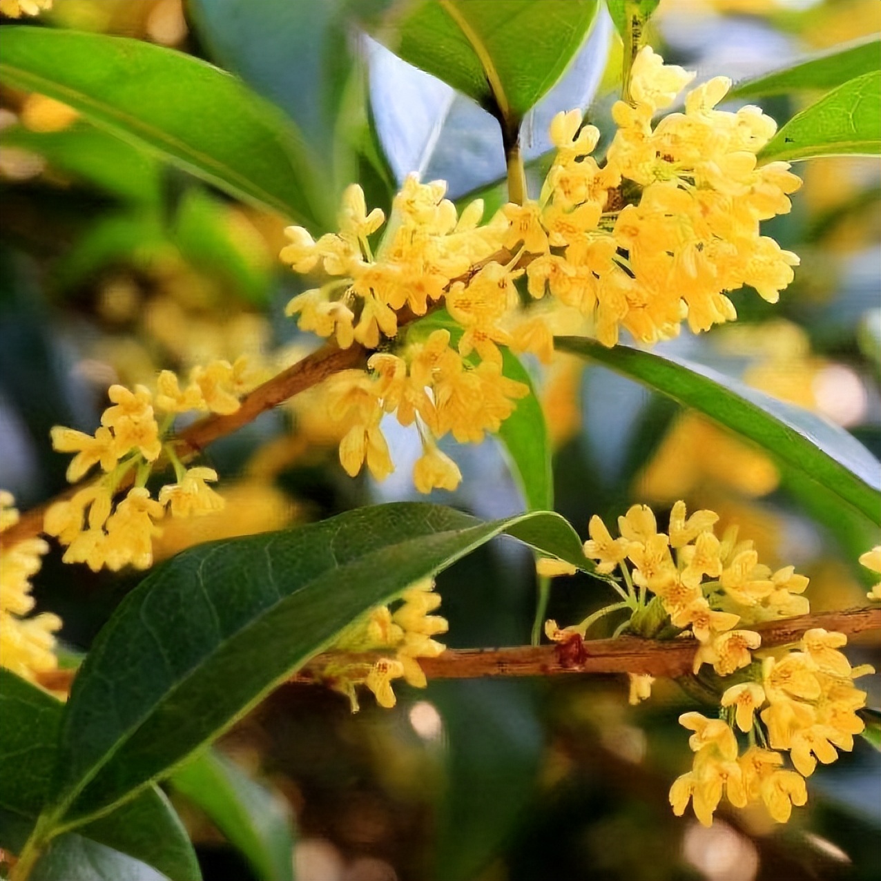 5 kinds of "exquisite flowers", golden flowers bloom every year, put ...