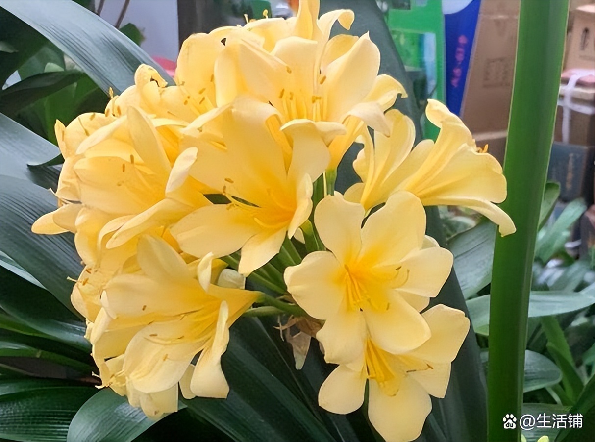 How to make Clivia leaves grow neatly?3 programs to adjust, the leaves ...