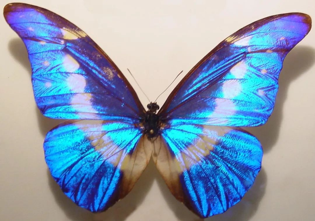 The most beautiful butterfly in the world, the magic stroke of nature ...