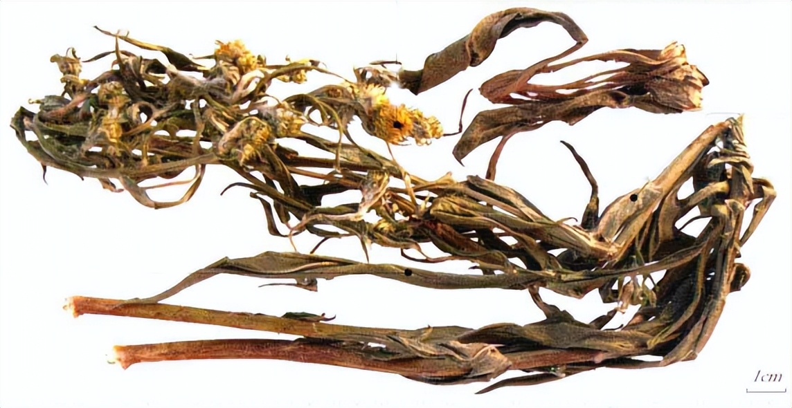 Take you to identify golden boil grass - iNEWS