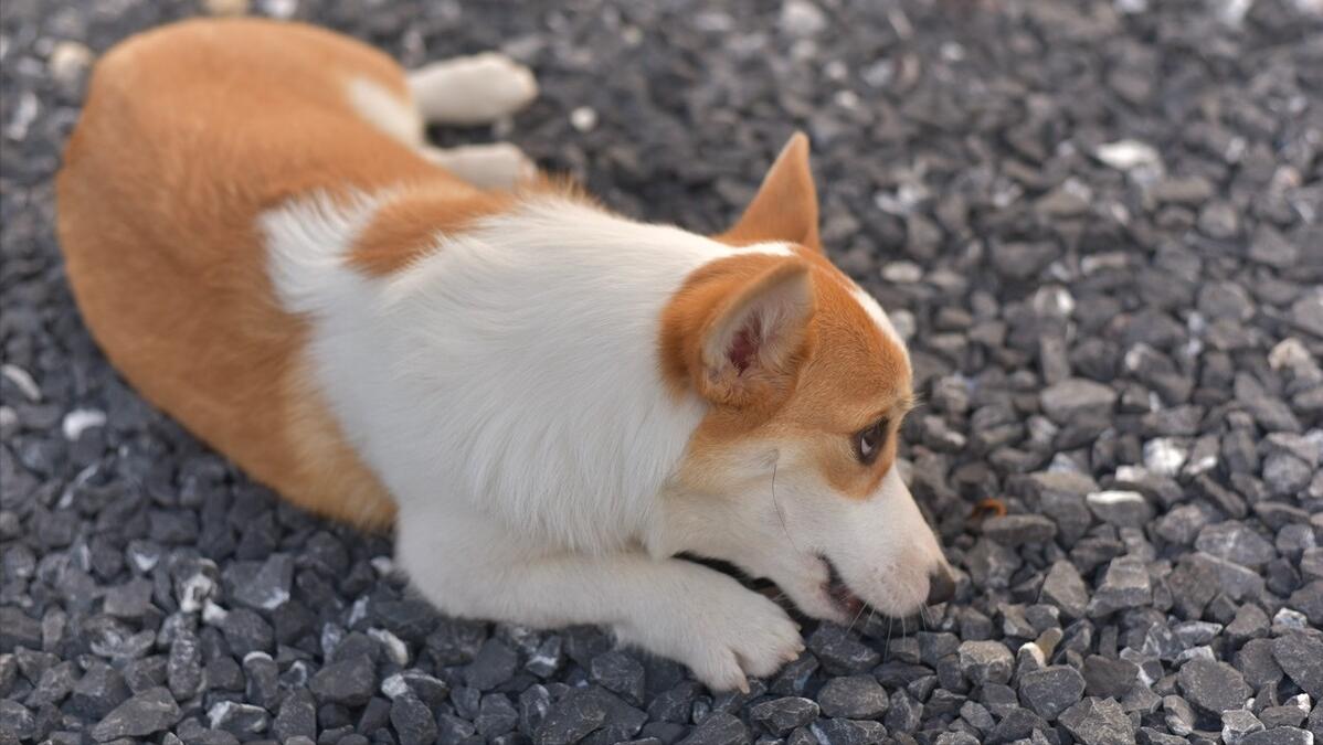 Corgi's fat ass is cute after the tail dock, but do you know why Corgi ...