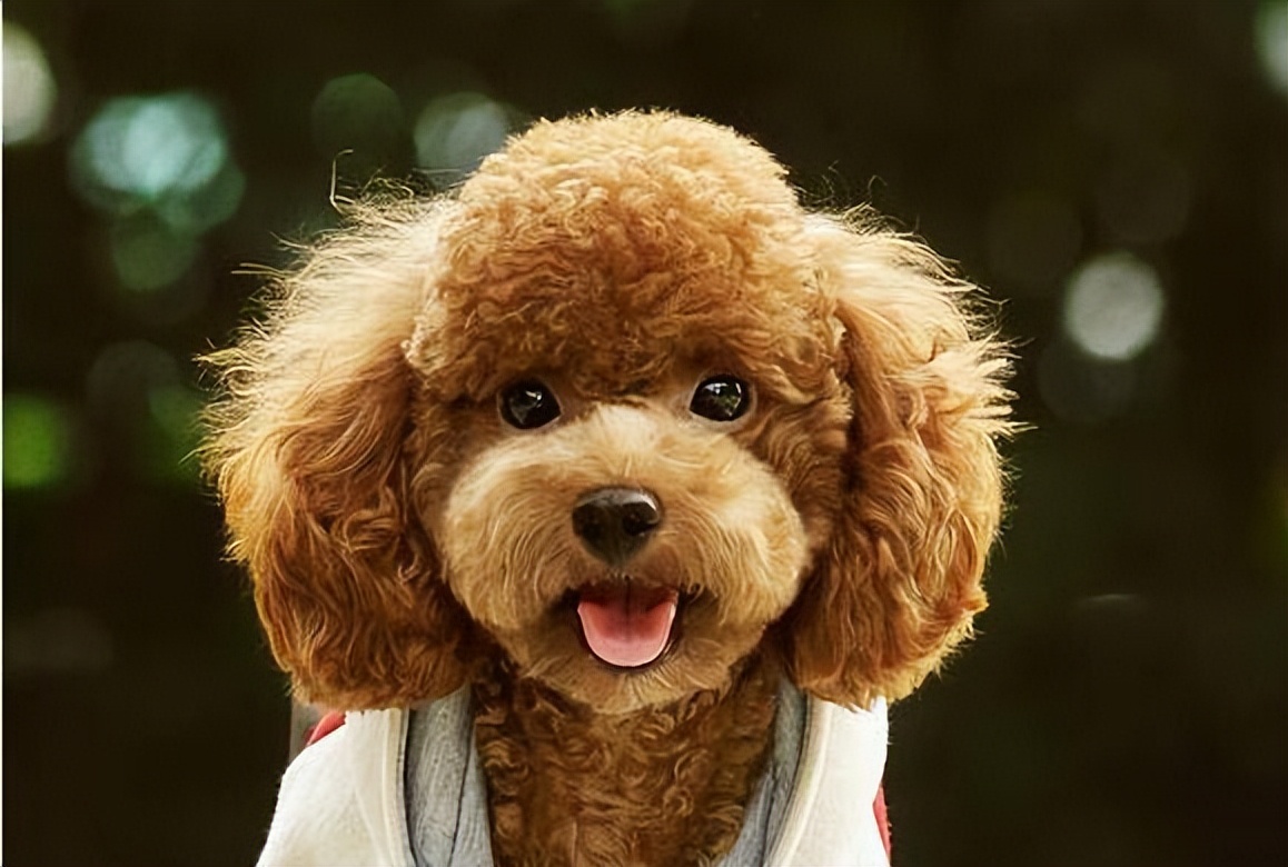 How to judge whether Teddy is pure or not, you can know by looking at ...