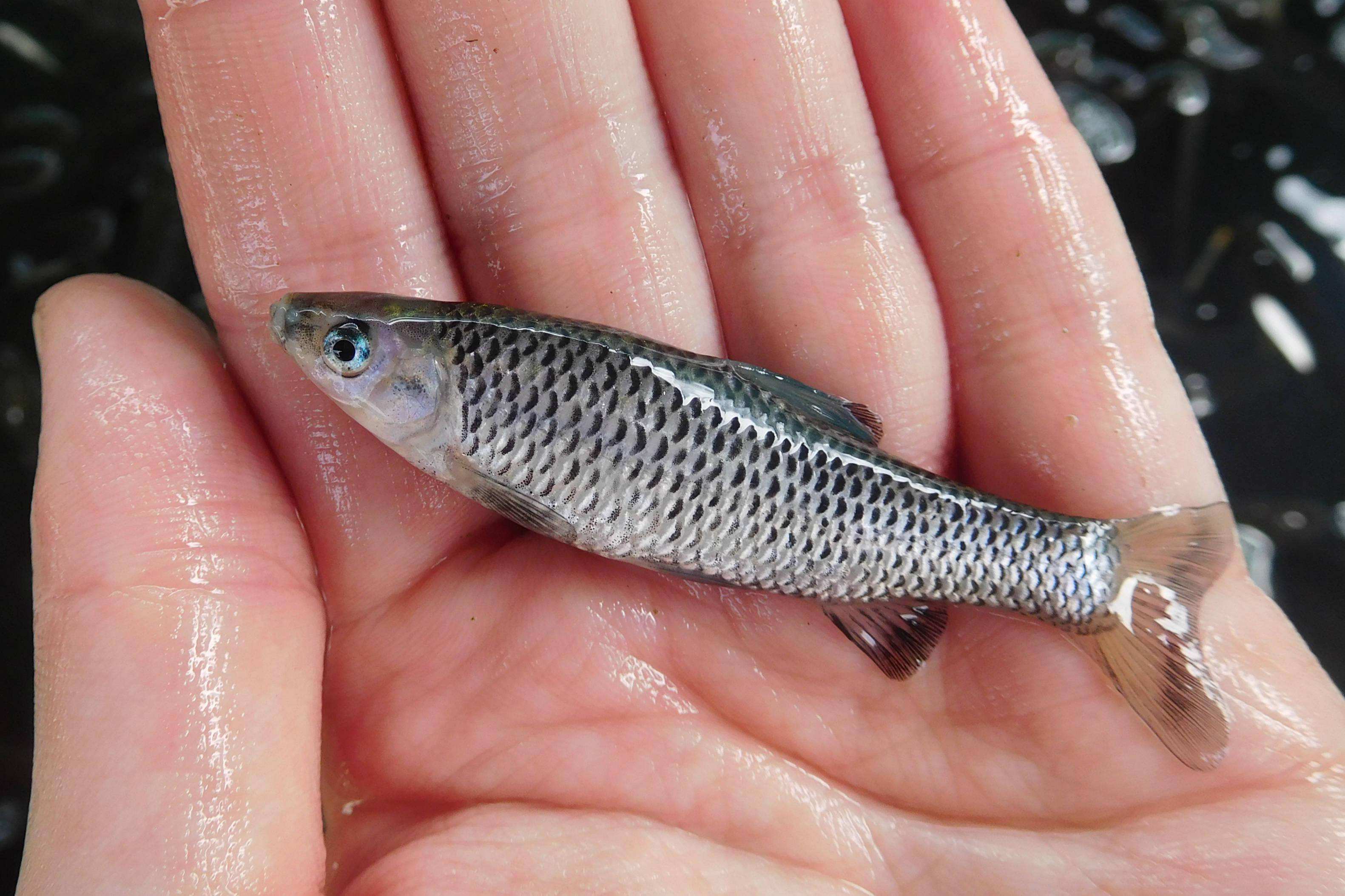 I can't hold it anymore!Wheatfish invaded 32 countries and spawned ...