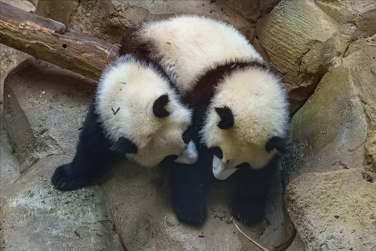 After 21 years, the giant panda Yaya is skinny and finally returned to ...