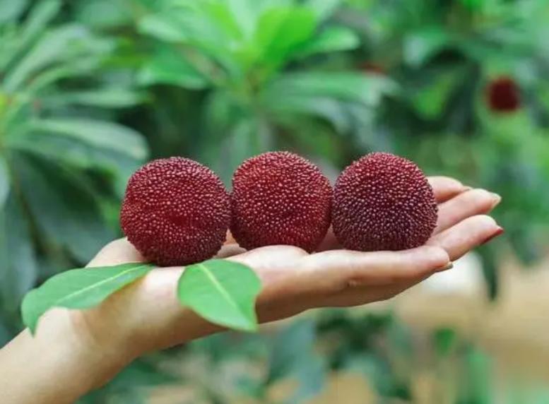 How much bayberry eats the most in a day and how should bayberry be ...