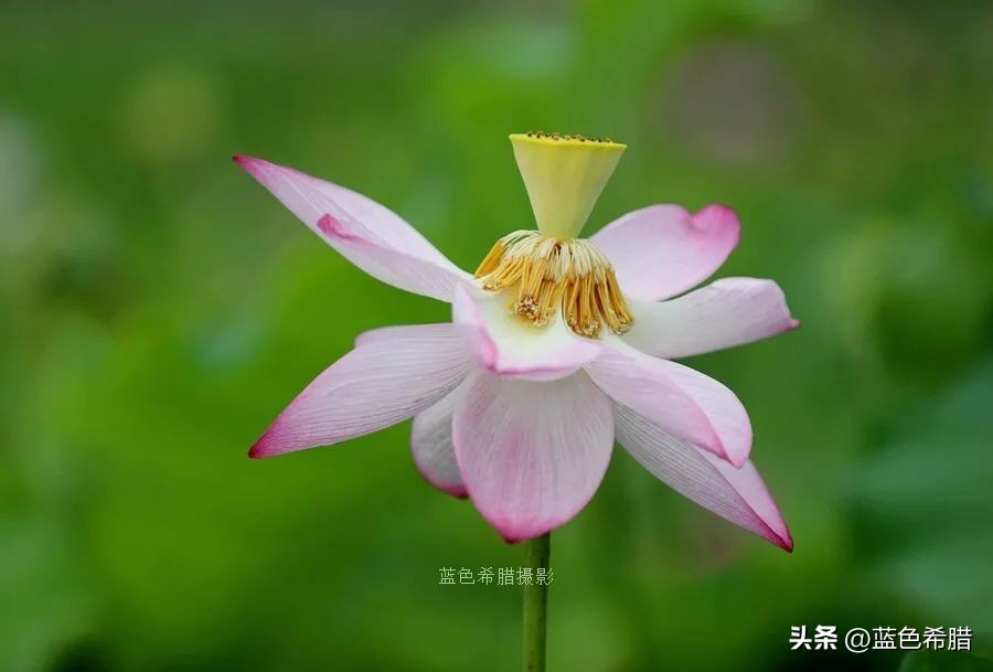 Photography Notes: Walking through the time of summer, the fragrance of ...