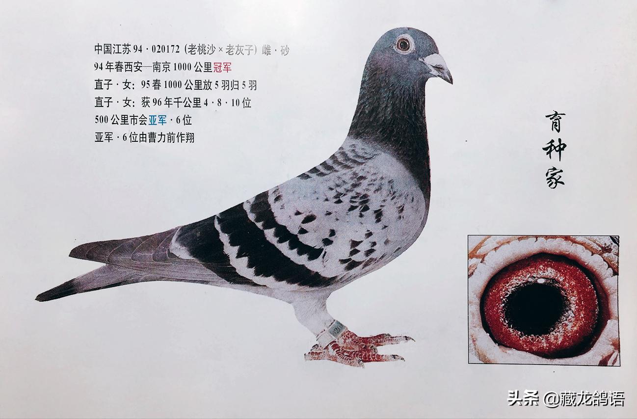 The difference and cultivation of breeding pigeon eyes and racing ...