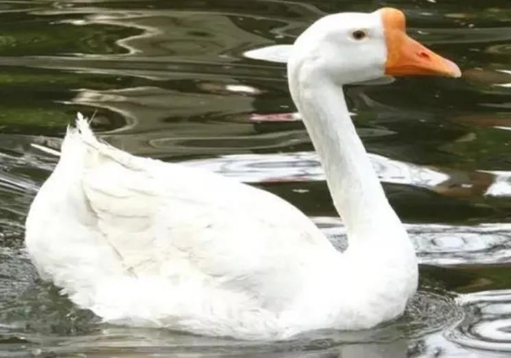 Stewed goose meat into soup has a good effect on relieving cough and ...