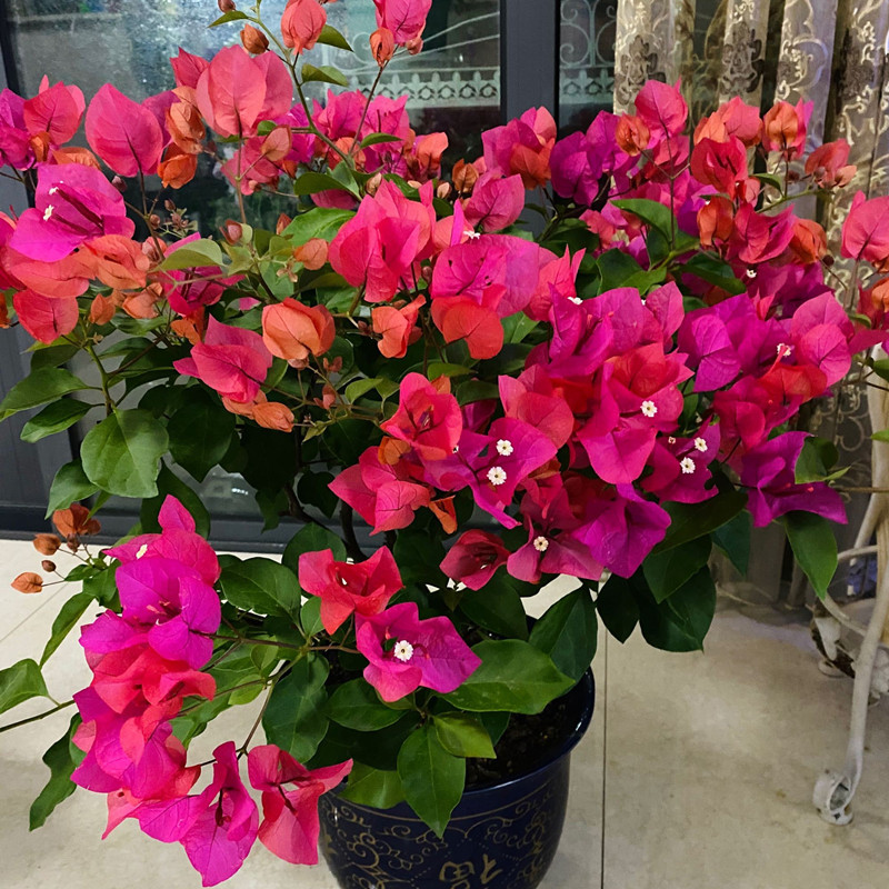 10 big favorite sour flowers, all are "vinegar jars", half a glass of ...