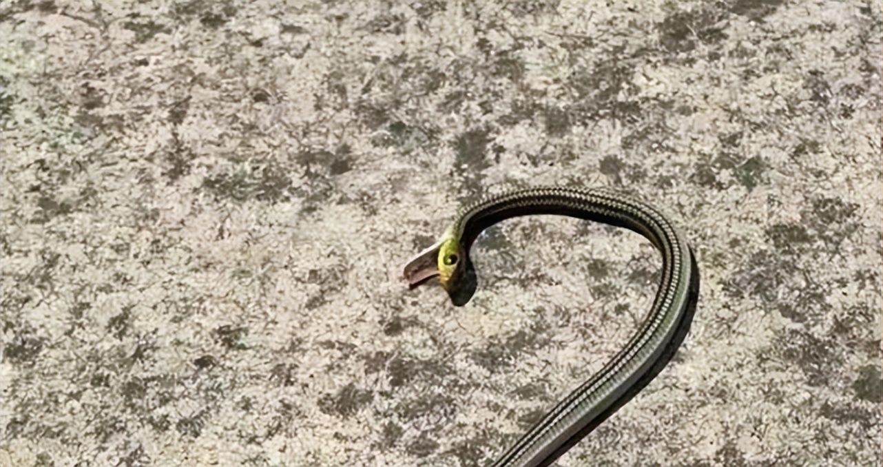 "Snakes become dried snakes", snakes are cold-blooded animals, why are ...