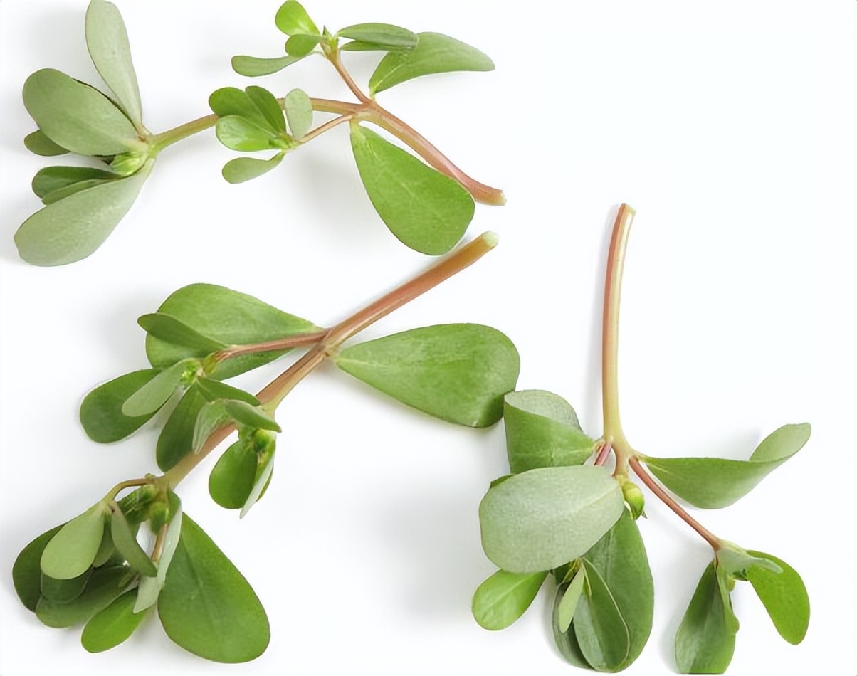 "Purslane" is a treasure, used to boil water to drink, or it can help ...