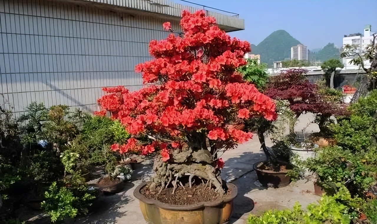 When playing bonsai, lift the roots up to play with taste - iNEWS