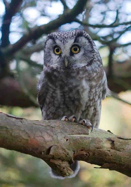 Natural Beauty: Ghost Owl - iNEWS