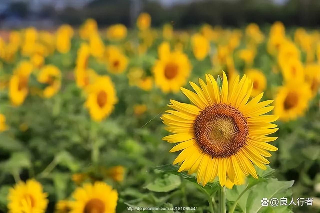 Sunflower, the cleaner of nuclear disaster - iNEWS