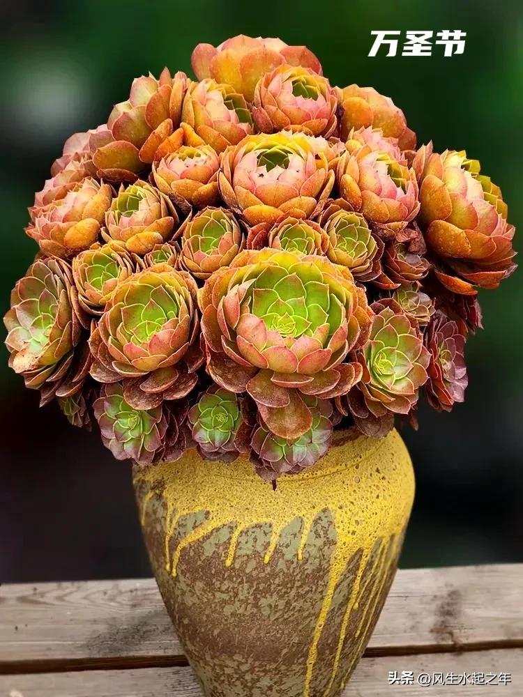 How to grow the old pile of succulent mage? What breeds of mages have ...