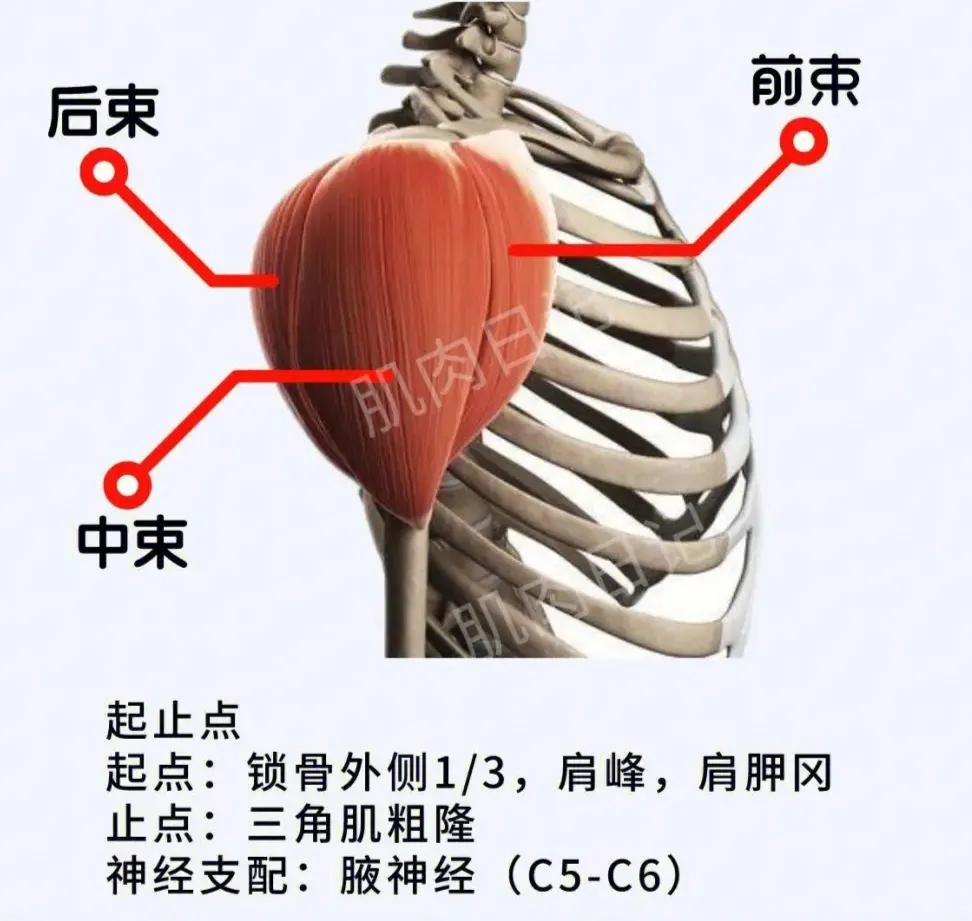 Let's talk about the deltoid - iNEWS