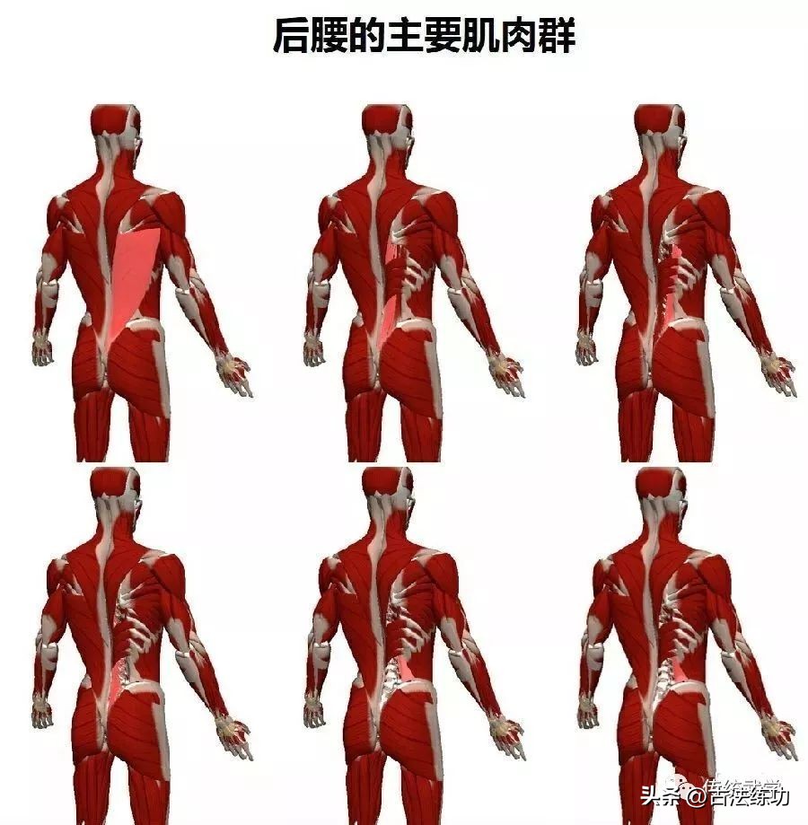 Getting Started with Standing: Loosening the Waist—Turn on the Master ...