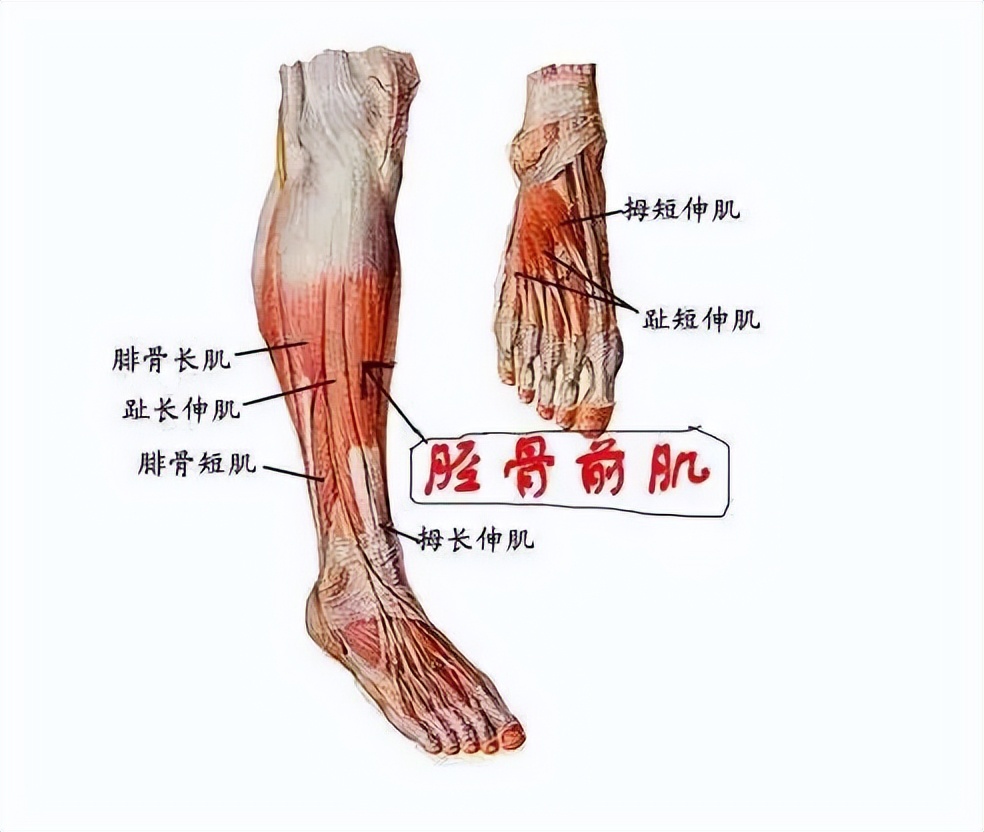 Is the role of leg muscles exaggerated? - iNEWS