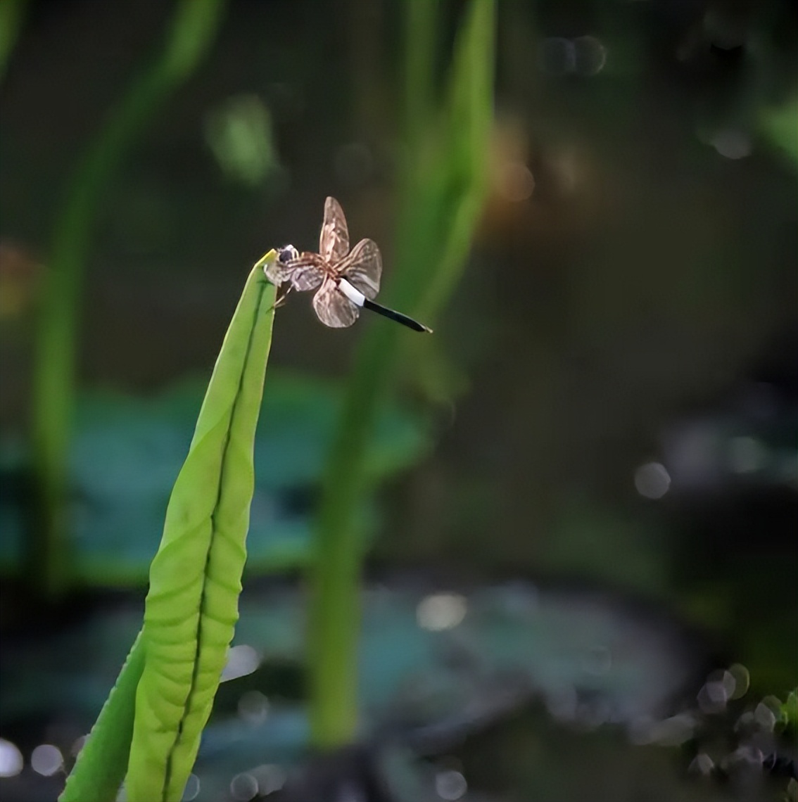 The poetry of the lotus leaves is infinite, and the poems about the new ...