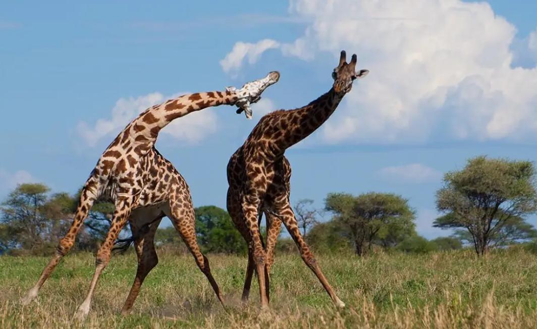 The breeding process of giraffes is really strange!How ferocious are ...