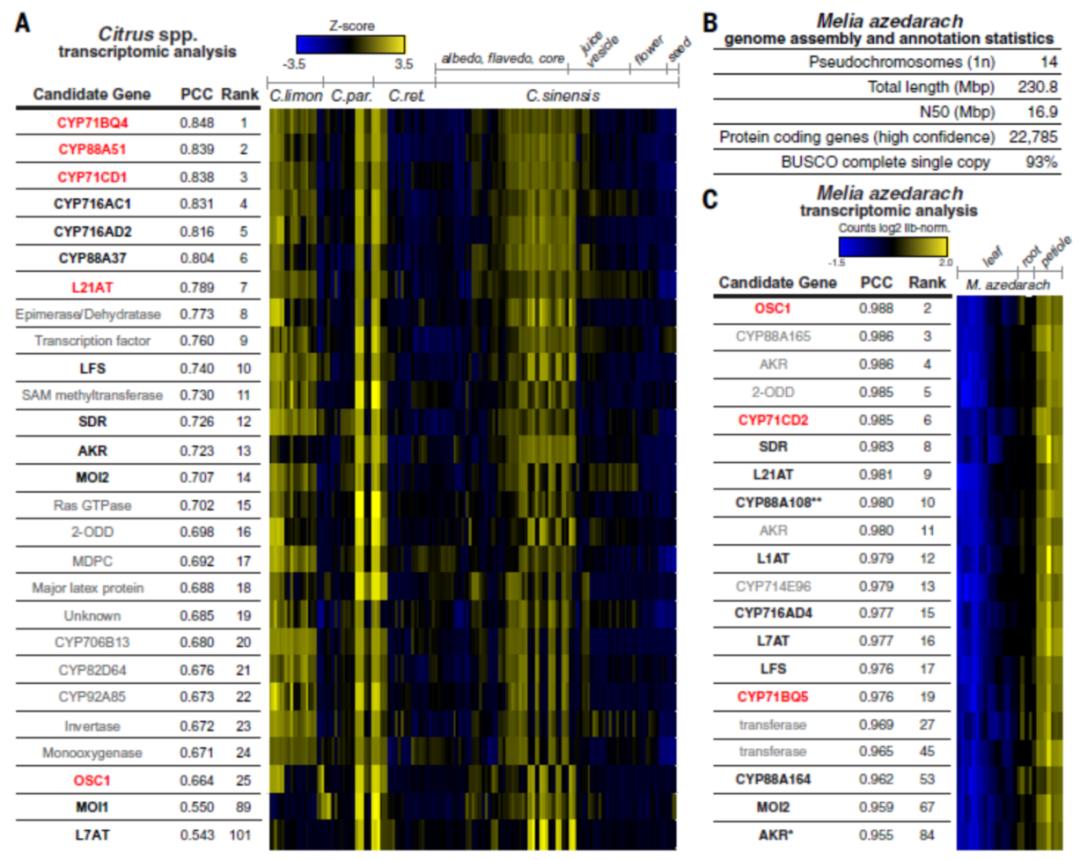 "Science"The complete biosynthetic pathway of limonin was revealed - iNEWS
