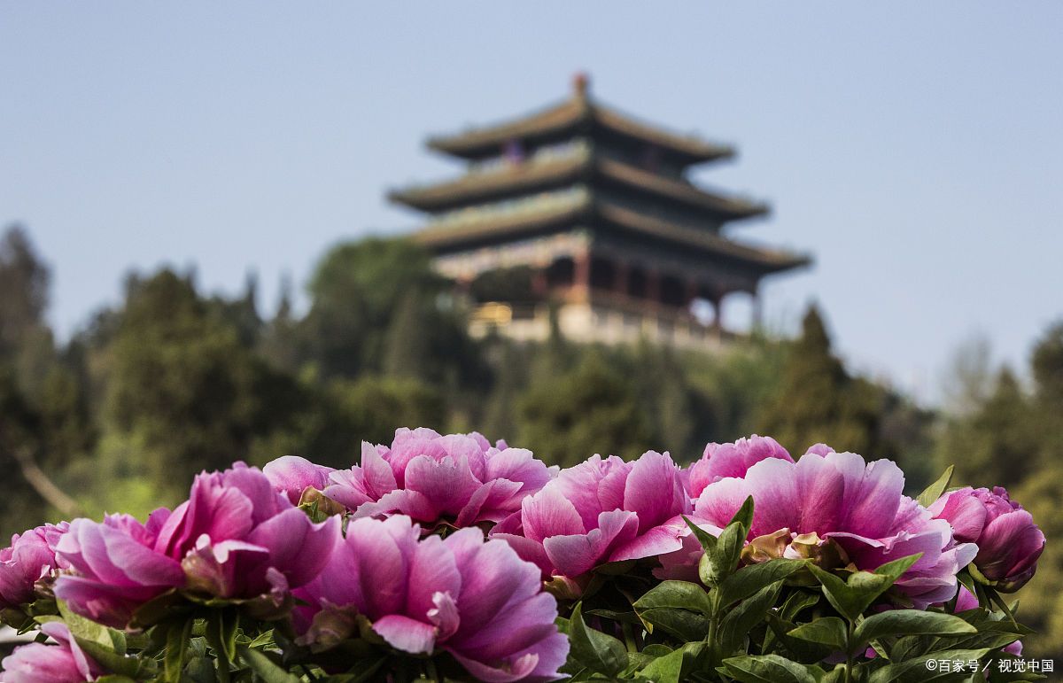 The peonies in Jinan Quancheng Park are in full bloom, entering the ...