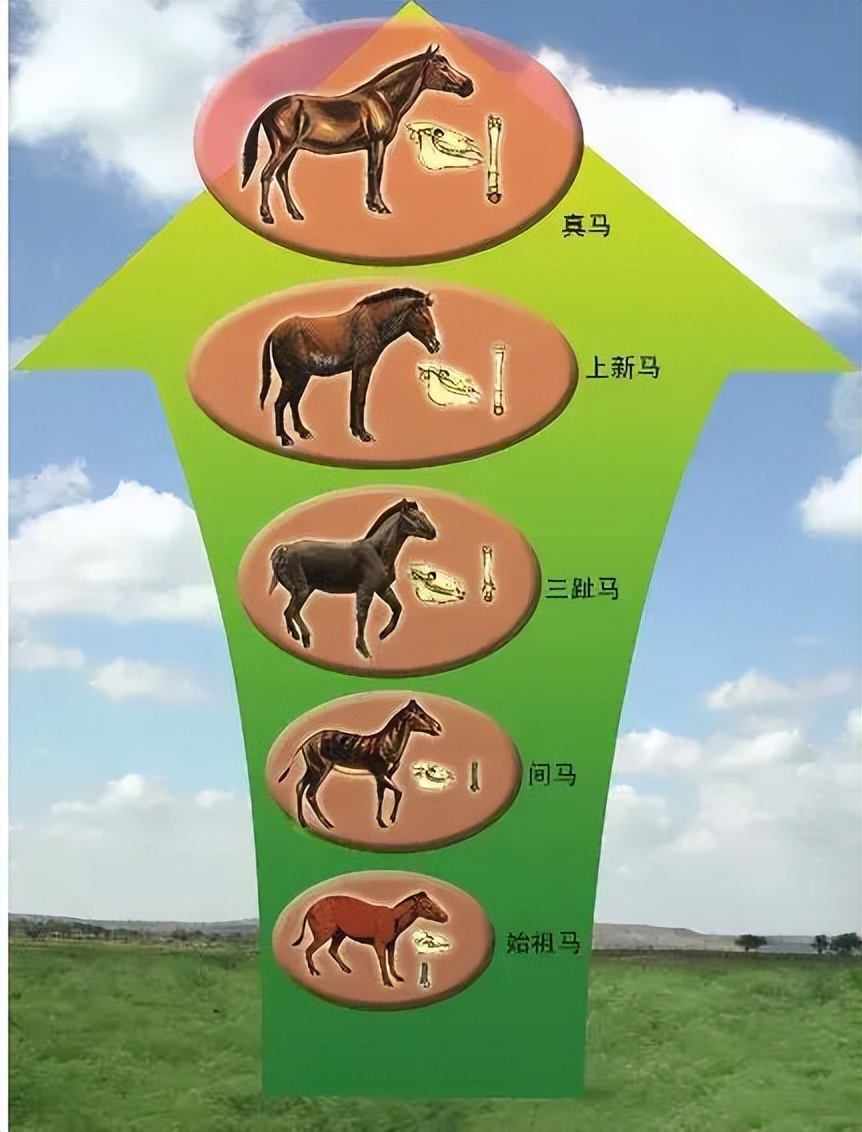 Why were horses domesticated? - iNEWS