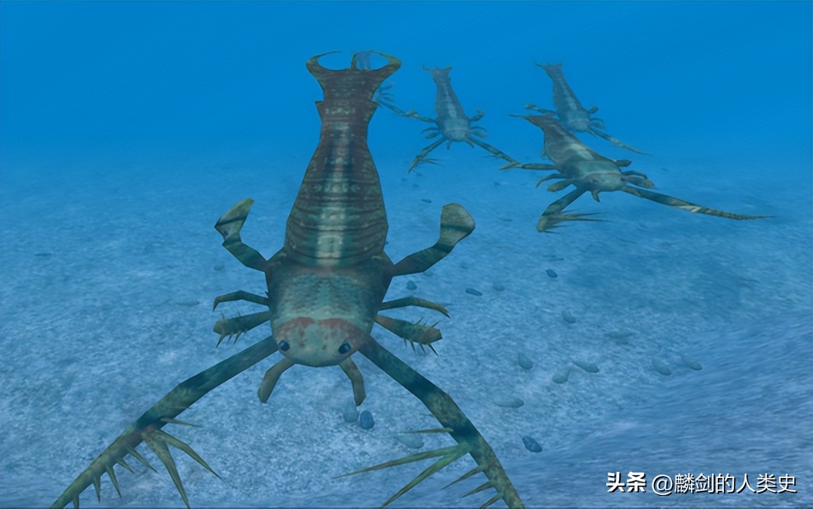 [The whole series of the animal kingdom] Limulidae-Pterophyta Limulidae ...