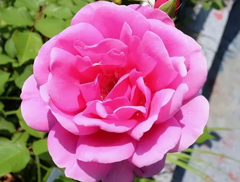 Blooming in the Language of Flowers: Exploring the Beauty and Meaning ...