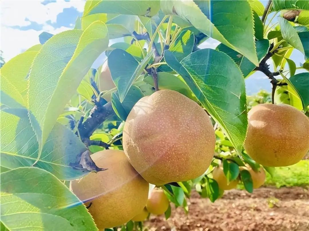 Plateau Pear King - Lijiang's latest pear variety, "Xiaozun Muli", is ...