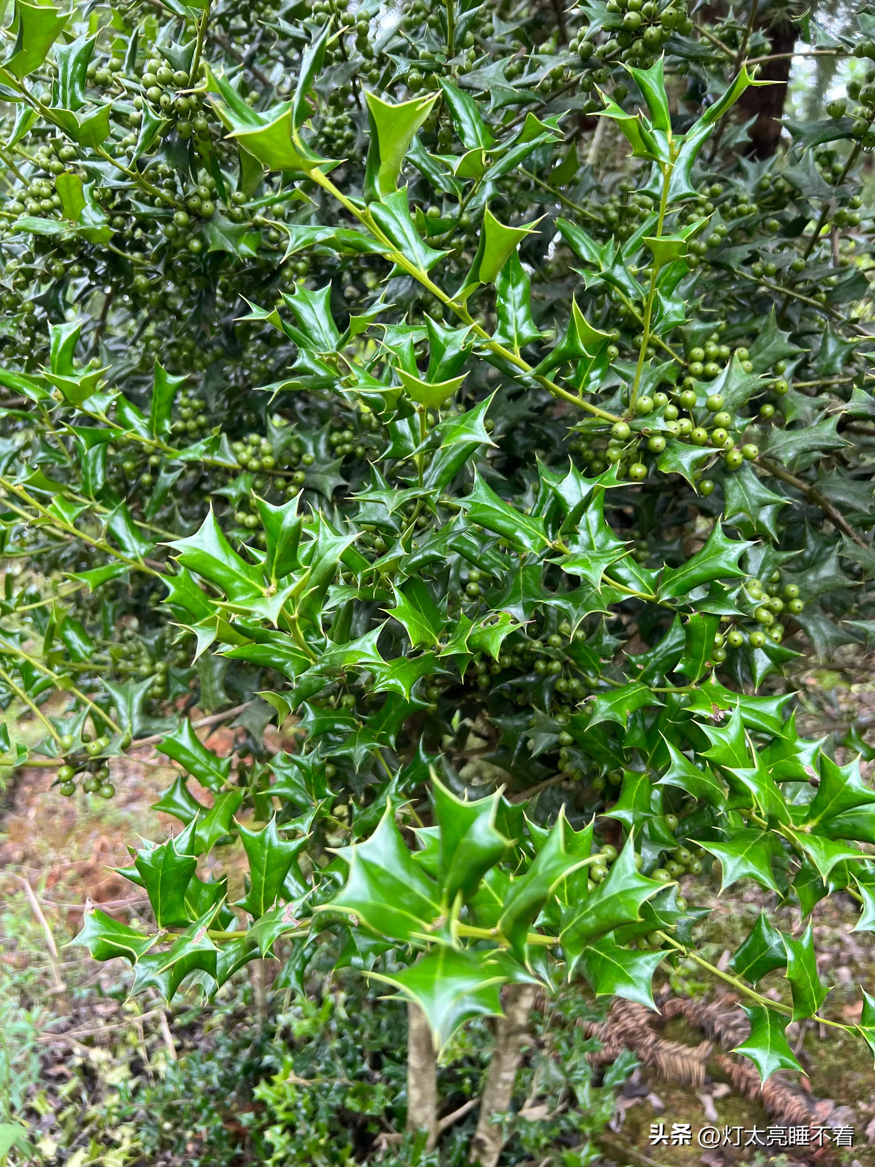 Du Mu's two poems nailed Chen Shubao, the queen of Nanchen, to the ...