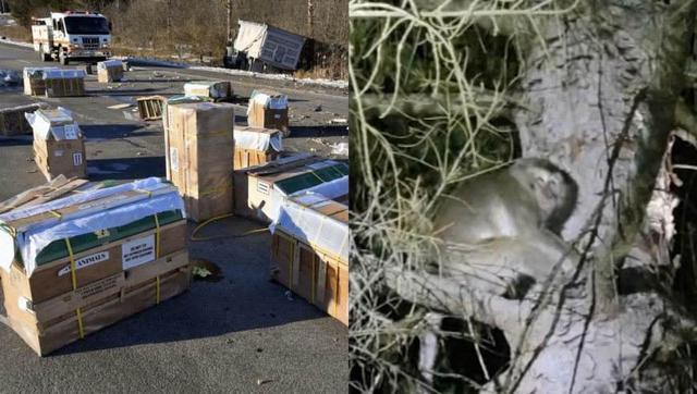 4 experimental macaques in the United States escaped, and the woman ...