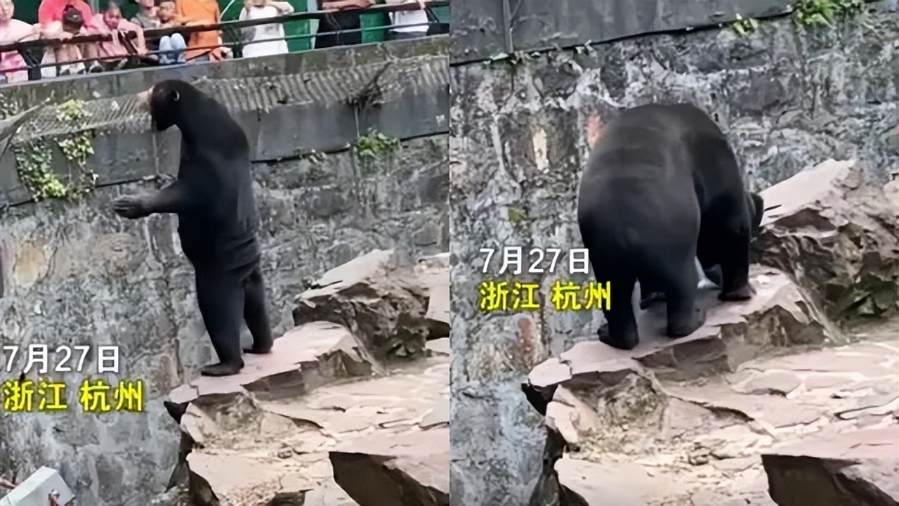 Not pretending to be someone? The "popular" sun bear in Hangzhou has ...