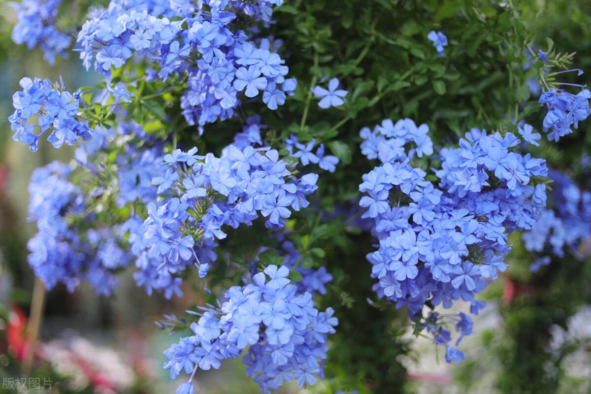 No longer just a dream! Follow these tips to grow your own blue ...